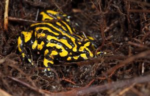 Corroboree Frogs 101: Australia's Strikingly Patterned Amphibians