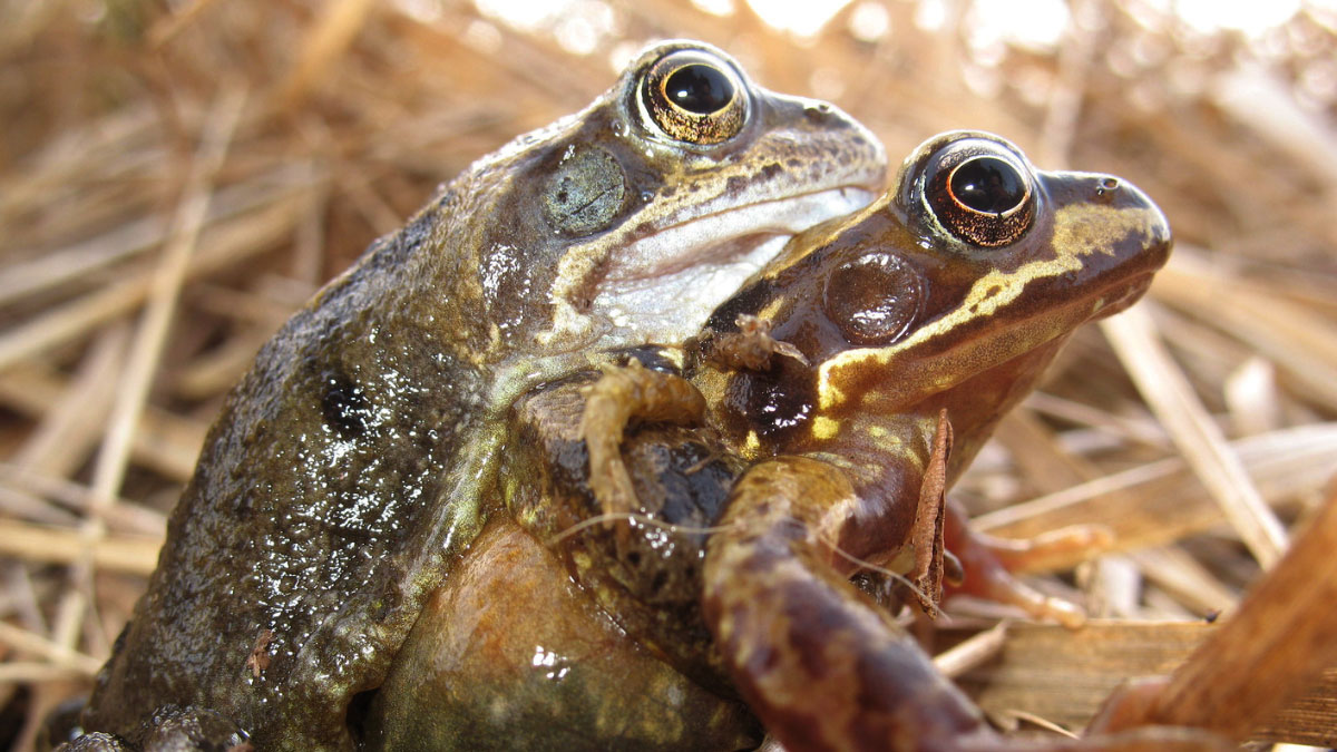 How Do Frogs Mate?