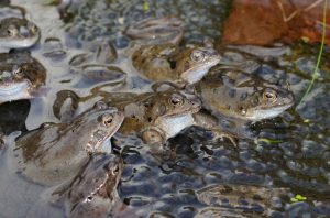 How Do Frogs Reproduce?