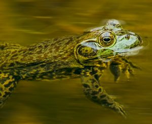 Frog Breathing: How Skin, Lungs, and Mouth Work Together