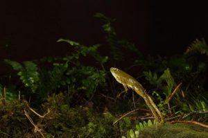 How High and Far Can a Frog Jump? Statistics