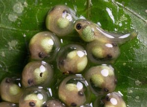 Frog Eggs Vs Toad Eggs: Similarities and Differences Explored