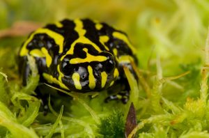 Corroboree Frogs 101: Australia's Strikingly Patterned Amphibians