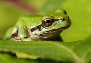 Does A Frog Have A Backbone?