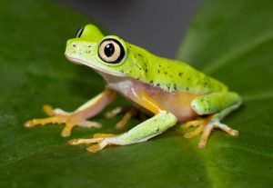 Lemur Leaf Frog 101: Physical Characteristics, Habitat, Behavior, and ...
