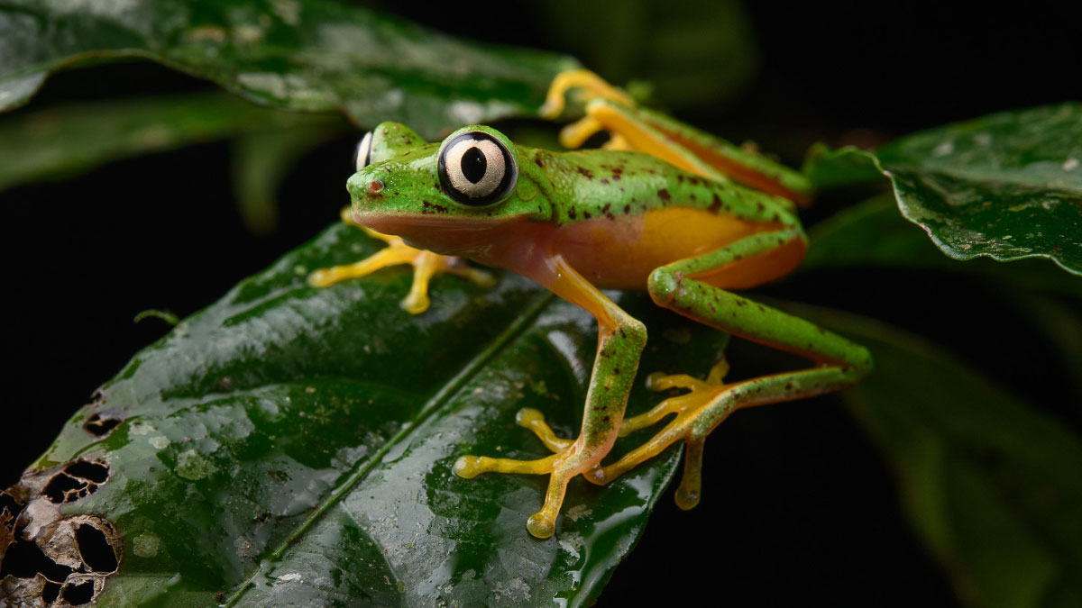Lemur Leaf Frog 101: Physical Characteristics, Habitat, Behavior, and ...