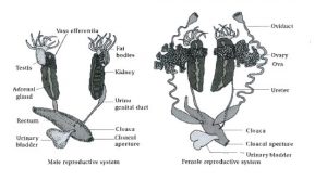 Do Frogs Have Testicles?