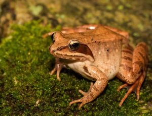 Wood Frogs 101: Physical Characteristics, Habitat, Behavior, and ...