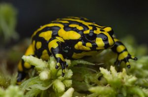 Corroboree Frogs 101: Australia's Strikingly Patterned Amphibians