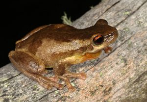 Frogs Screaming: Why Do Frogs Scream?