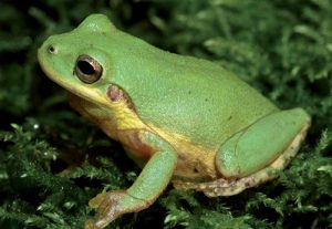 Squirrel Tree Frog 101: Physical Characteristics, Habitat, Behavior ...