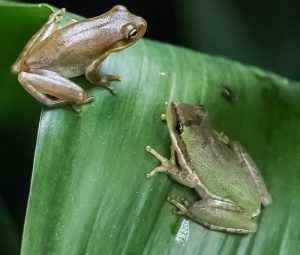 Squirrel Tree Frog 101: Physical Characteristics, Habitat, Behavior ...