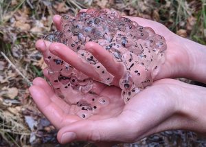 What Do Frog Eggs Look Like?