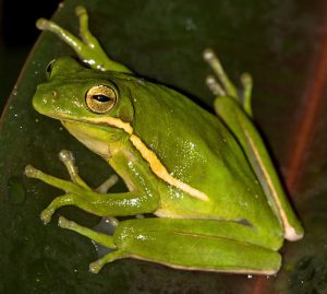 Squirrel Tree Frog 101: Physical Characteristics, Habitat, Behavior ...