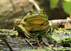 Frog Eyes and Vision: Can They See Color?