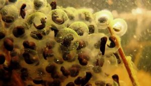 What Do Frog Eggs Look Like?