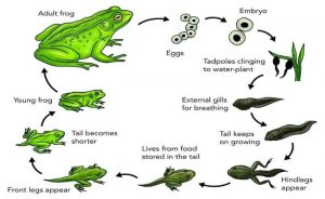 Does A Frog Have A Backbone?