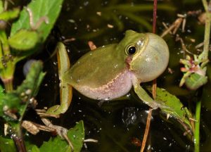 Squirrel Tree Frog 101: Physical Characteristics, Habitat, Behavior, and Conservation Status