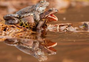Frogs Screaming: Why Do Frogs Scream?