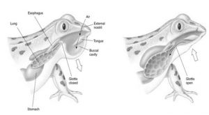 Frog Breathing: How Skin, Lungs, and Mouth Work Together