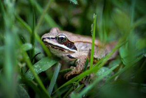 Wood Frogs 101: Physical Characteristics, Habitat, Behavior, and ...