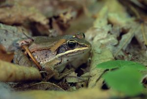 Wood Frogs 101: Physical Characteristics, Habitat, Behavior, and ...