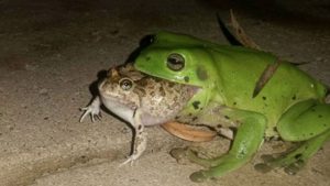 Are Frogs Cannibals: Do Frogs Eat Each Other?