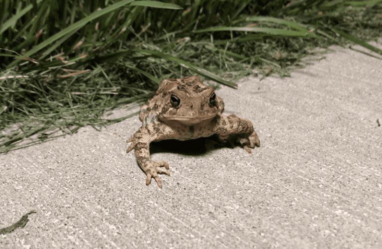 Do Frogs Feel Pain?- Explained With Science