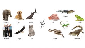 Frogs And Toads: Are They Cold-Blooded Or Warm-Blooded Creatures?