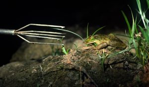Frog Gigging 101: How To Gig Frogs As A Beginner?