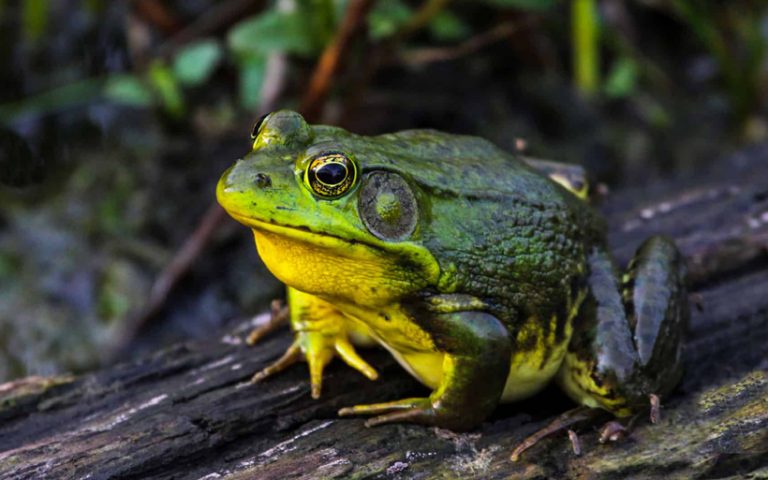 Do Frogs Feel Pain?- Explained With Science