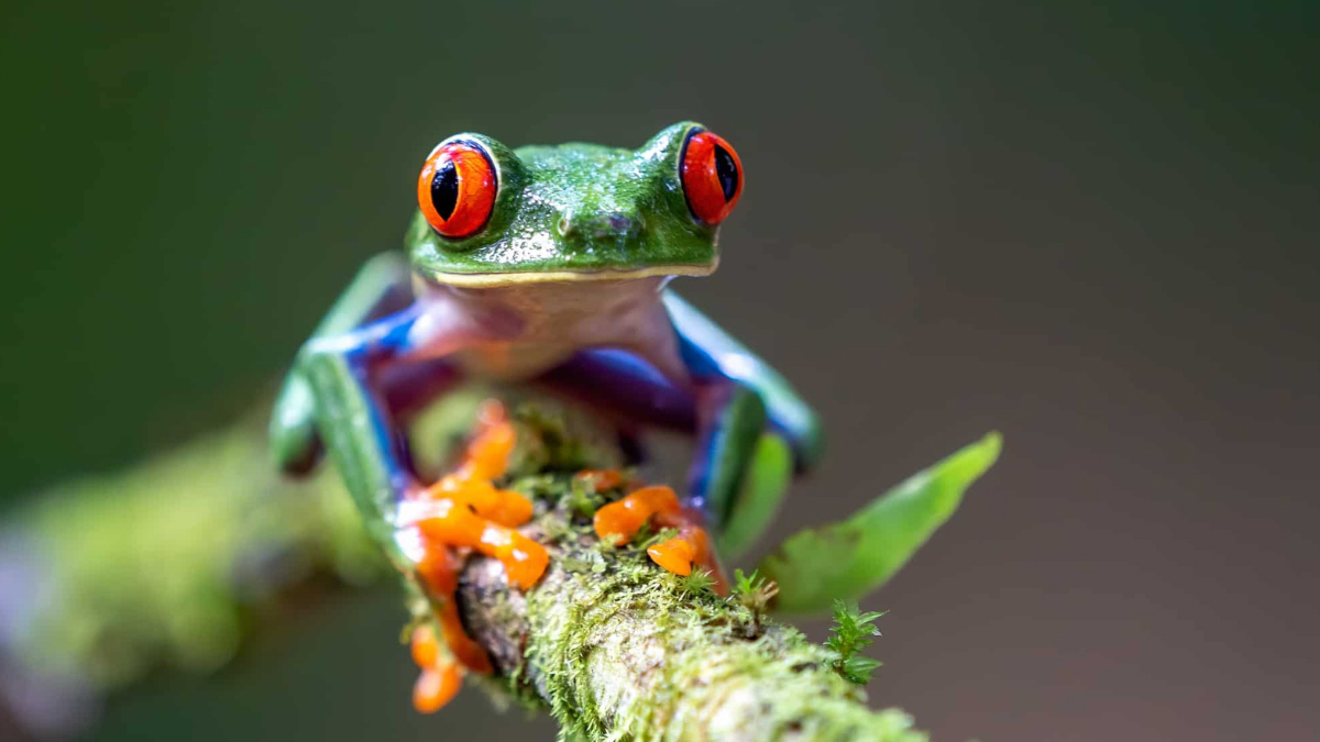 Do Frogs Feel Pain?- Explained With Science