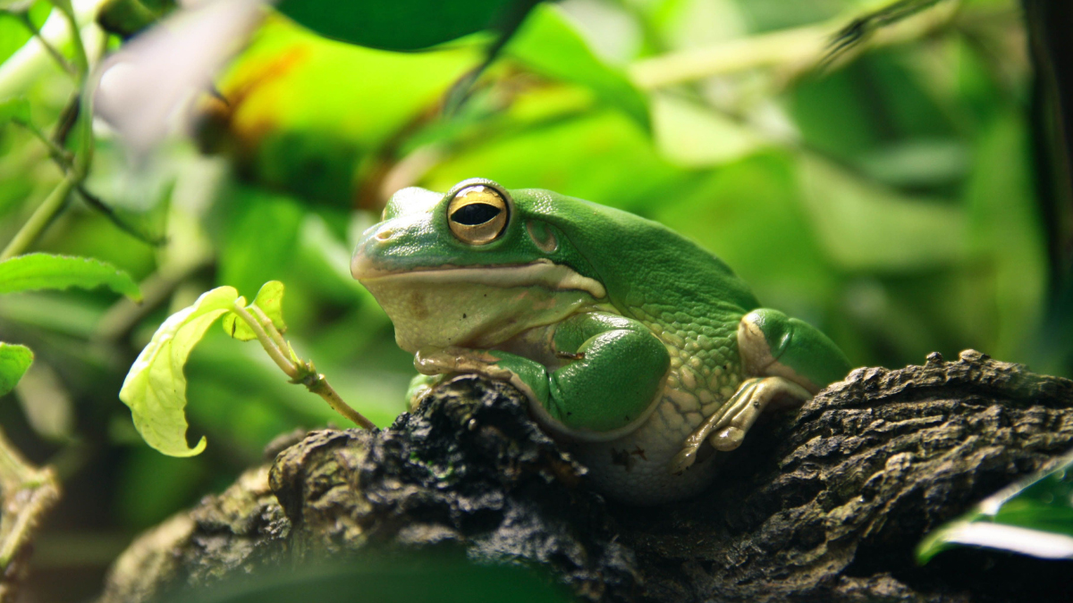 Do Frogs Like To Be Pet? Things You Should Know Before You Hold Them