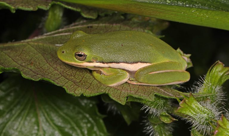 Do Frogs Sweat: Unveiling The Truth About Frog Sweat