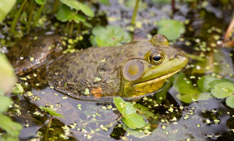 Do Frogs Feel Pain?- Explained With Science