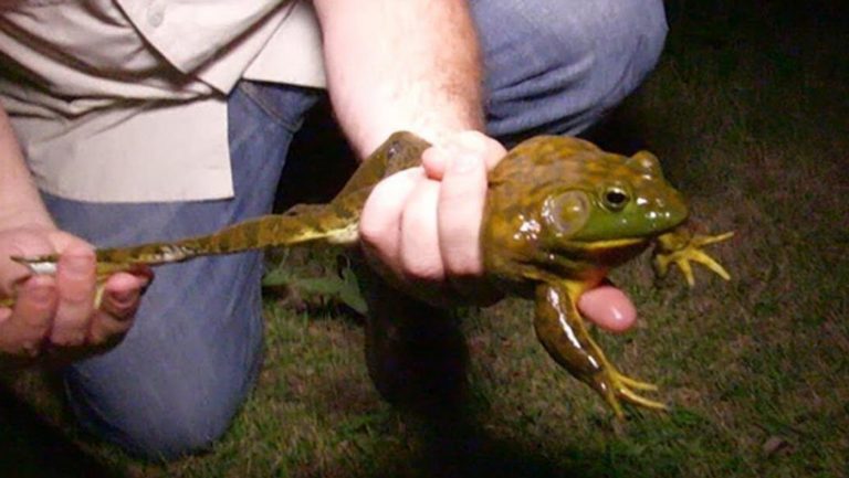 Frog Gigging 101: How To Gig Frogs As A Beginner?
