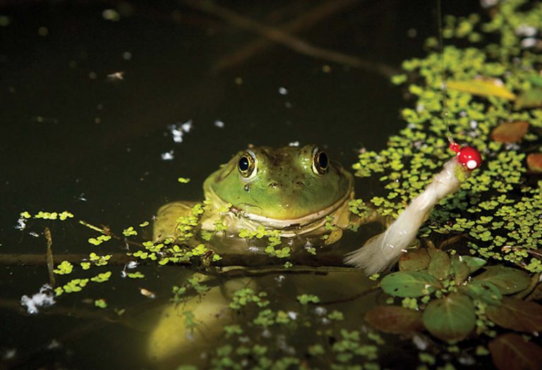 Frog Gigging 101: How To Gig Frogs As A Beginner?