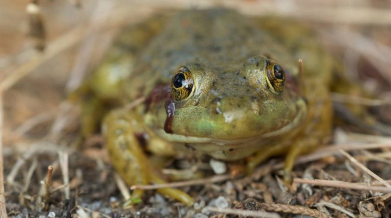 Frog Gigging 101: How To Gig Frogs As A Beginner?