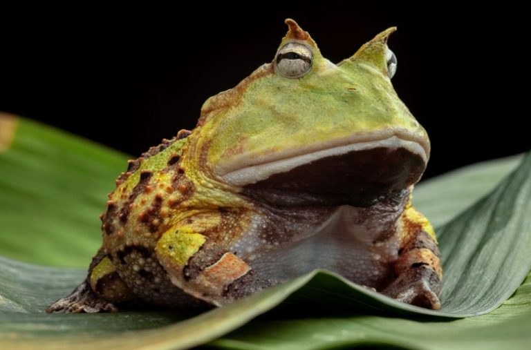 8 Weird Frog Species That You Need to Know