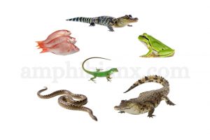 Frogs And Toads: Are They Cold-Blooded Or Warm-Blooded Creatures?