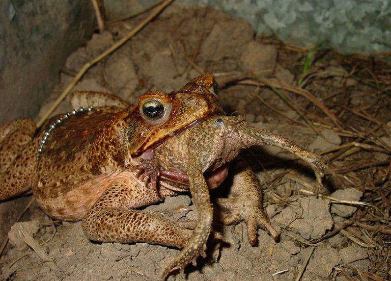 Are Frogs Cannibals: Do Frogs Eat Each Other?