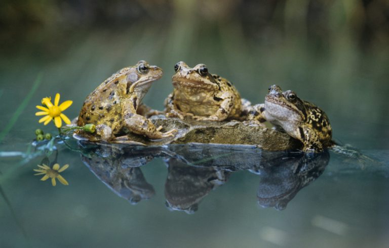 Frogs And Toads: Are They Cold-Blooded Or Warm-Blooded Creatures?