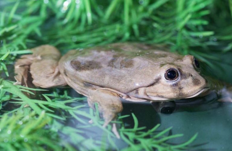 Frogs And Toads: Are They Cold-Blooded Or Warm-Blooded Creatures?