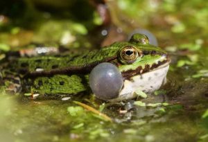 What Sounds Does A Frog Make? Fascinating Facts about Frog Sounds