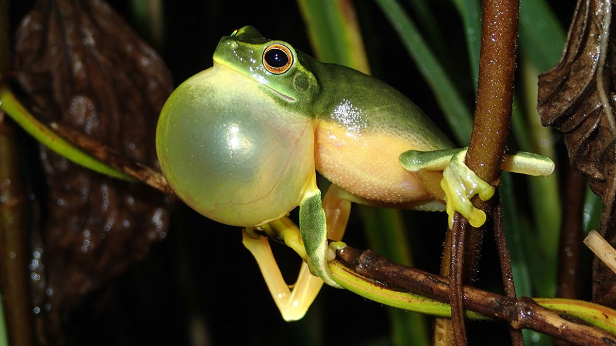 What Sounds Does A Frog Make? Fascinating Facts about Frog Sounds