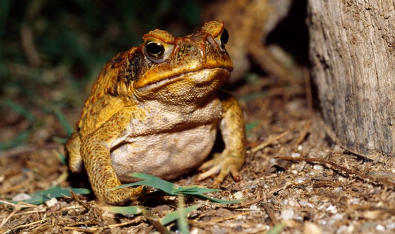 Are Frogs Cannibals: Do Frogs Eat Each Other?