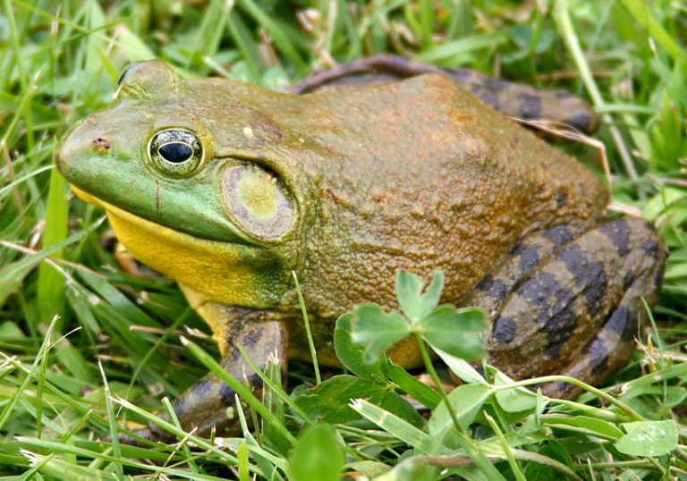 Do Frogs Sleep? How, Where, How Long, And Which Position? Find Out Now!