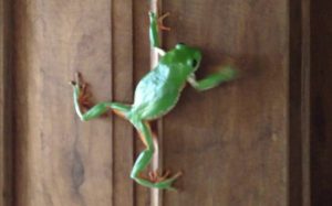 Can Frogs Climb Walls? 5 Frogs that Climb Walls