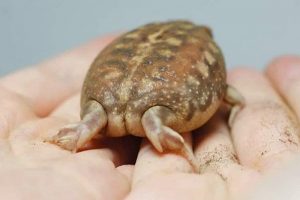 Frog Butt 101: Everything You Need To Know About