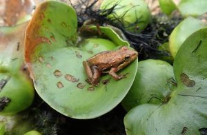 What Sounds Does A Frog Make? Fascinating Facts about Frog Sounds